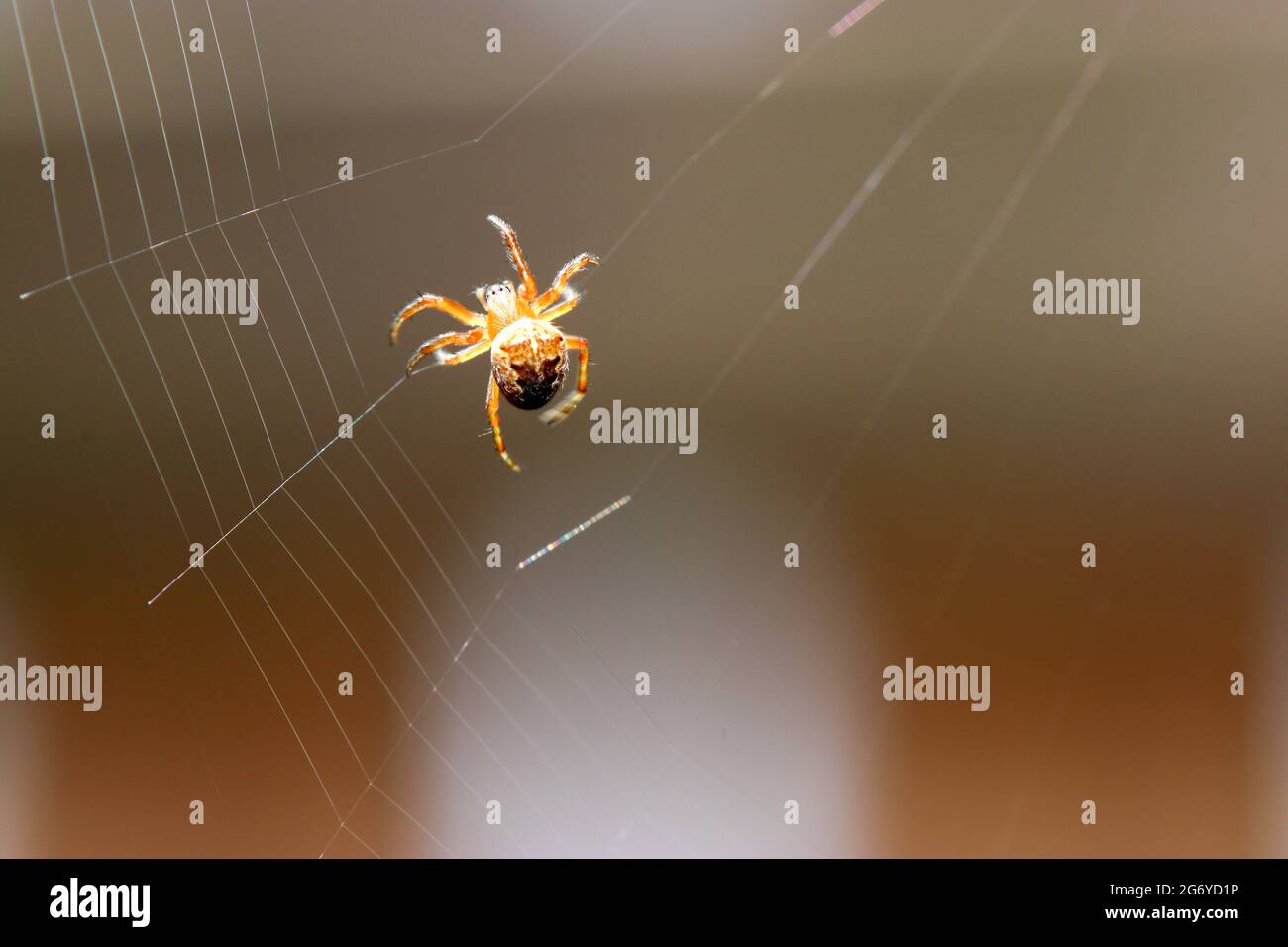 Spiders in Germany with net and taken as macro in best quality Stock ...