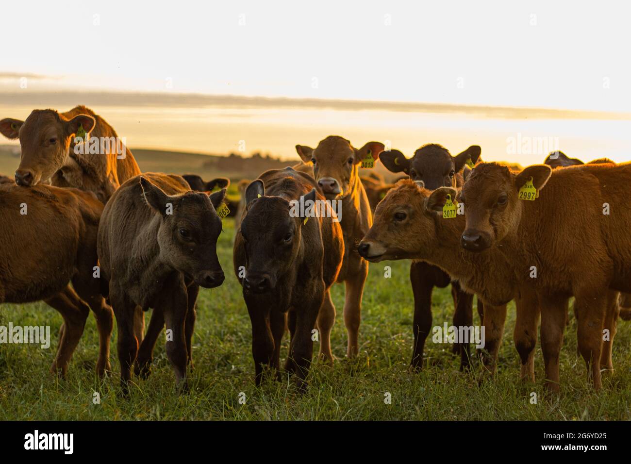 Cattle and calves at sunset Stock Photo - Alamy