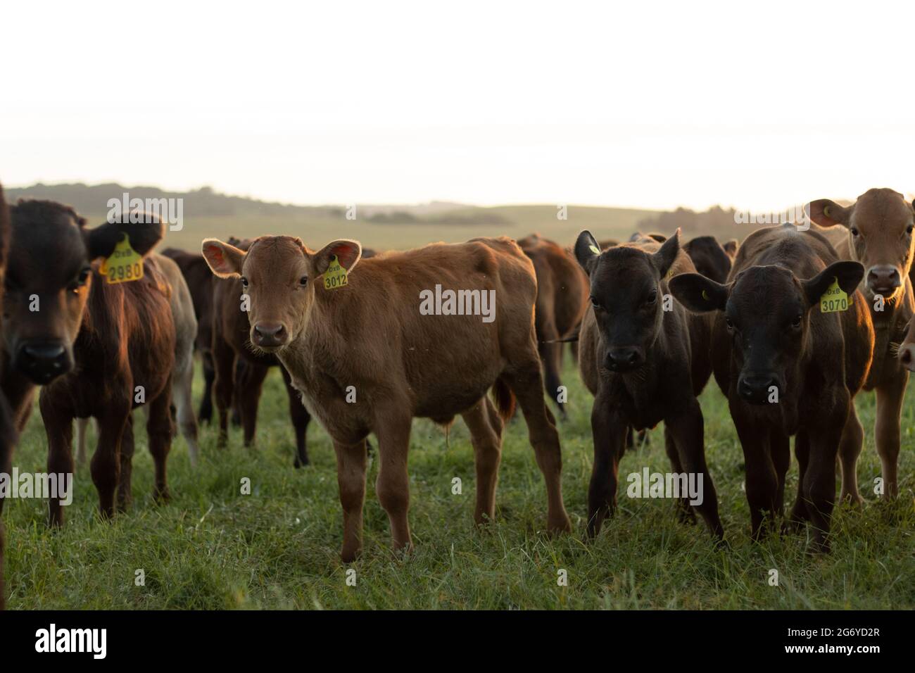 Cattle and calves at sunset Stock Photo - Alamy