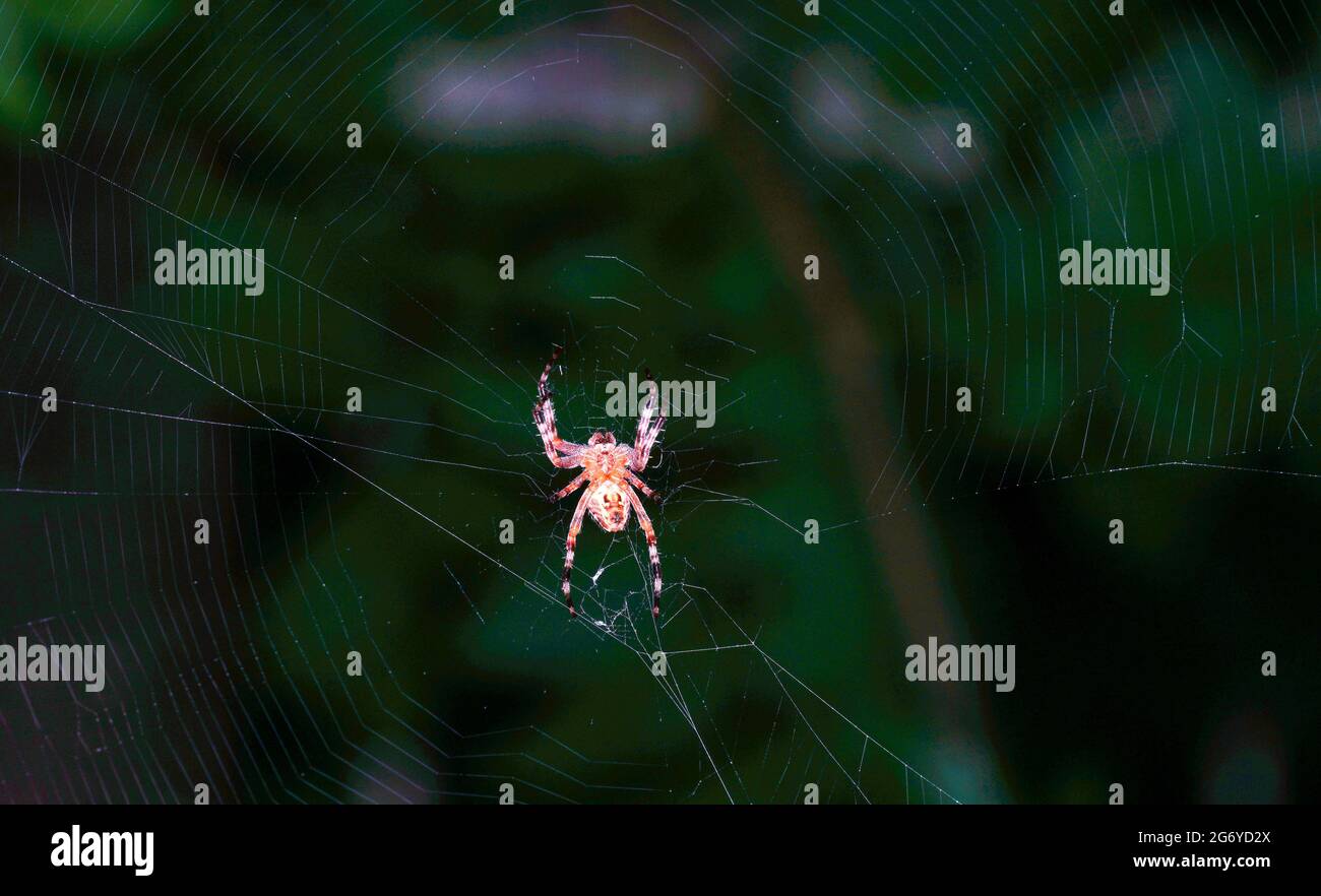 Spiders in Germany with net and taken as macro in best quality Stock ...