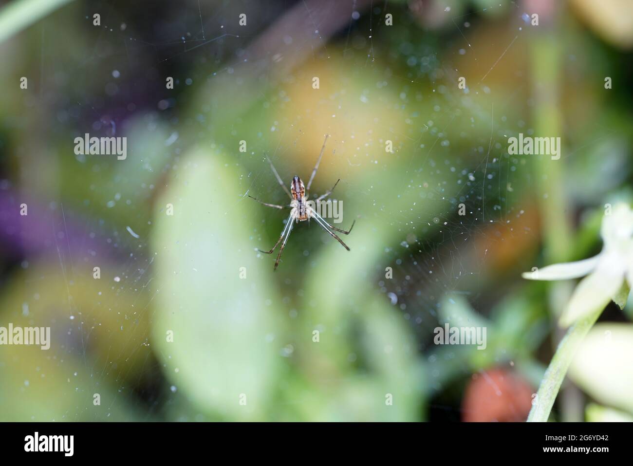 Spiders in Germany with net and taken as macro in best quality Stock ...
