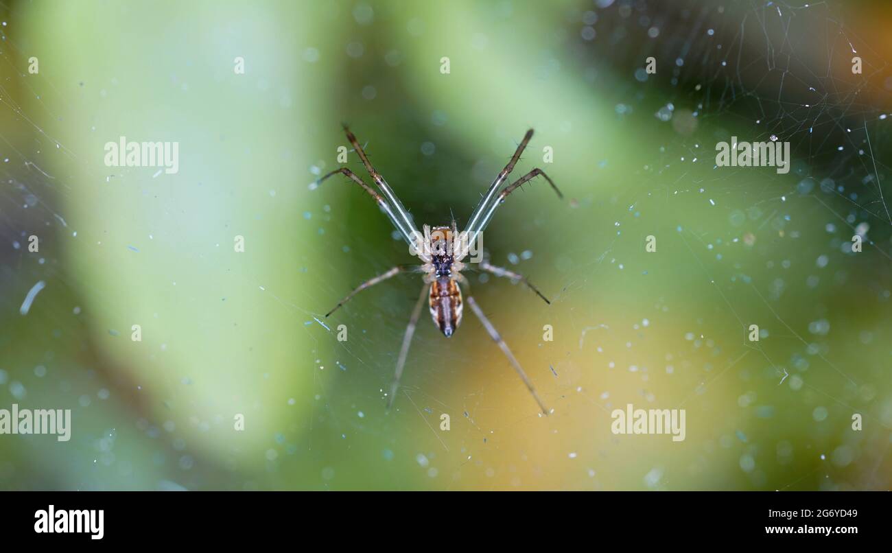 Spiders in Germany with net and taken as macro in best quality Stock ...