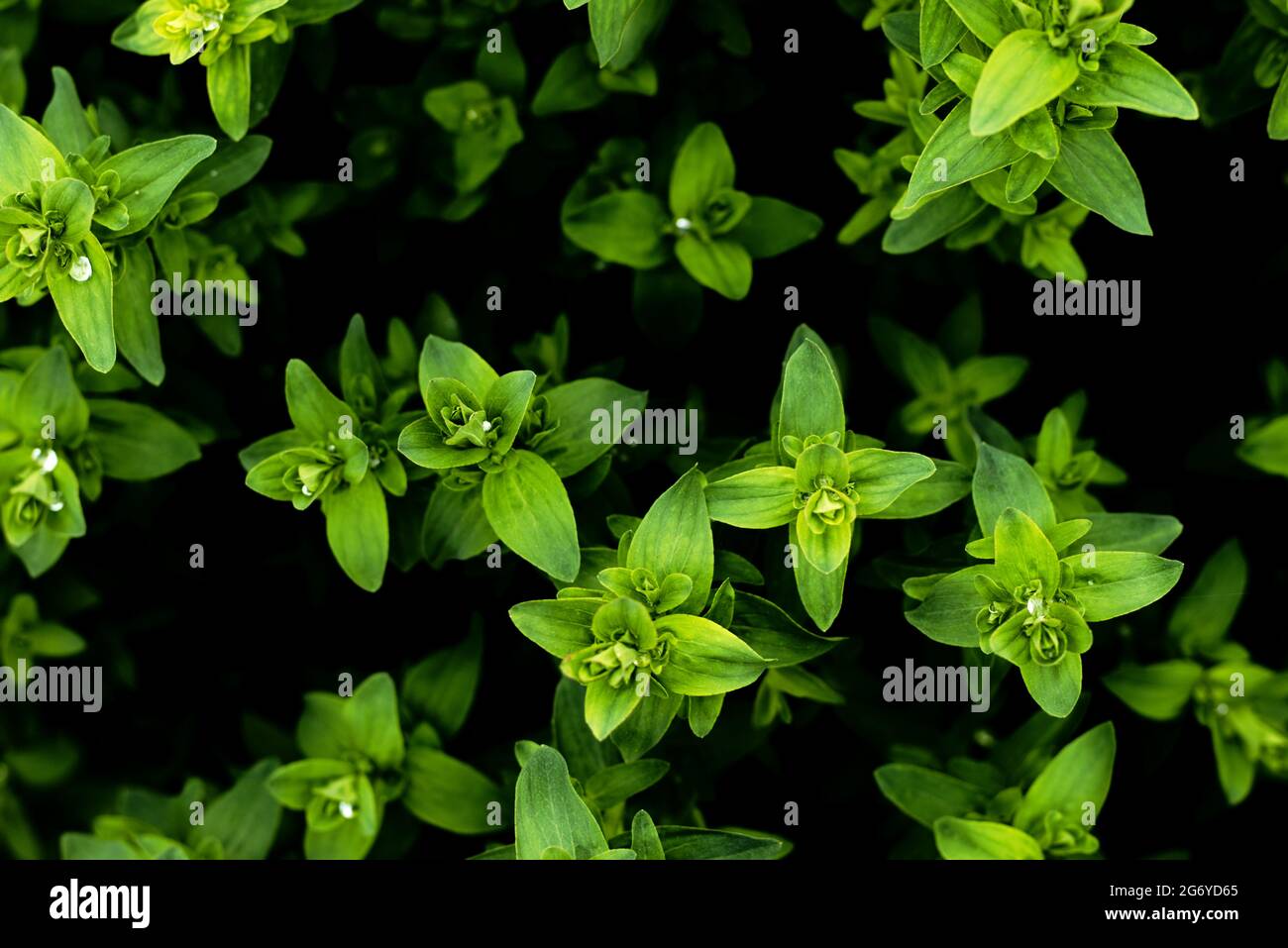 Green leaves of Hypericum perforatum herb Stock Photo - Alamy