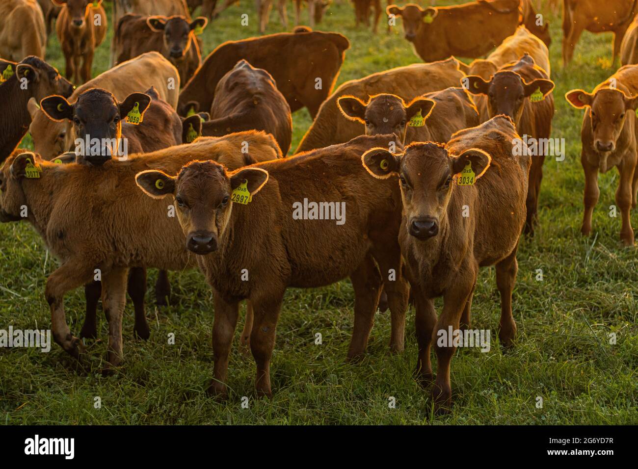 Cattle and calves at sunset Stock Photo - Alamy