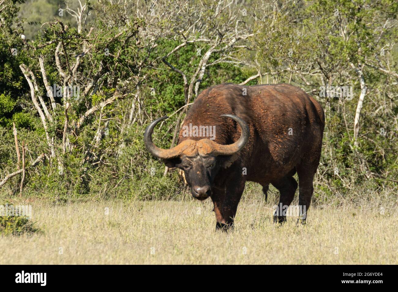 African buffalo in Addo, South Africa Stock Photo - Alamy