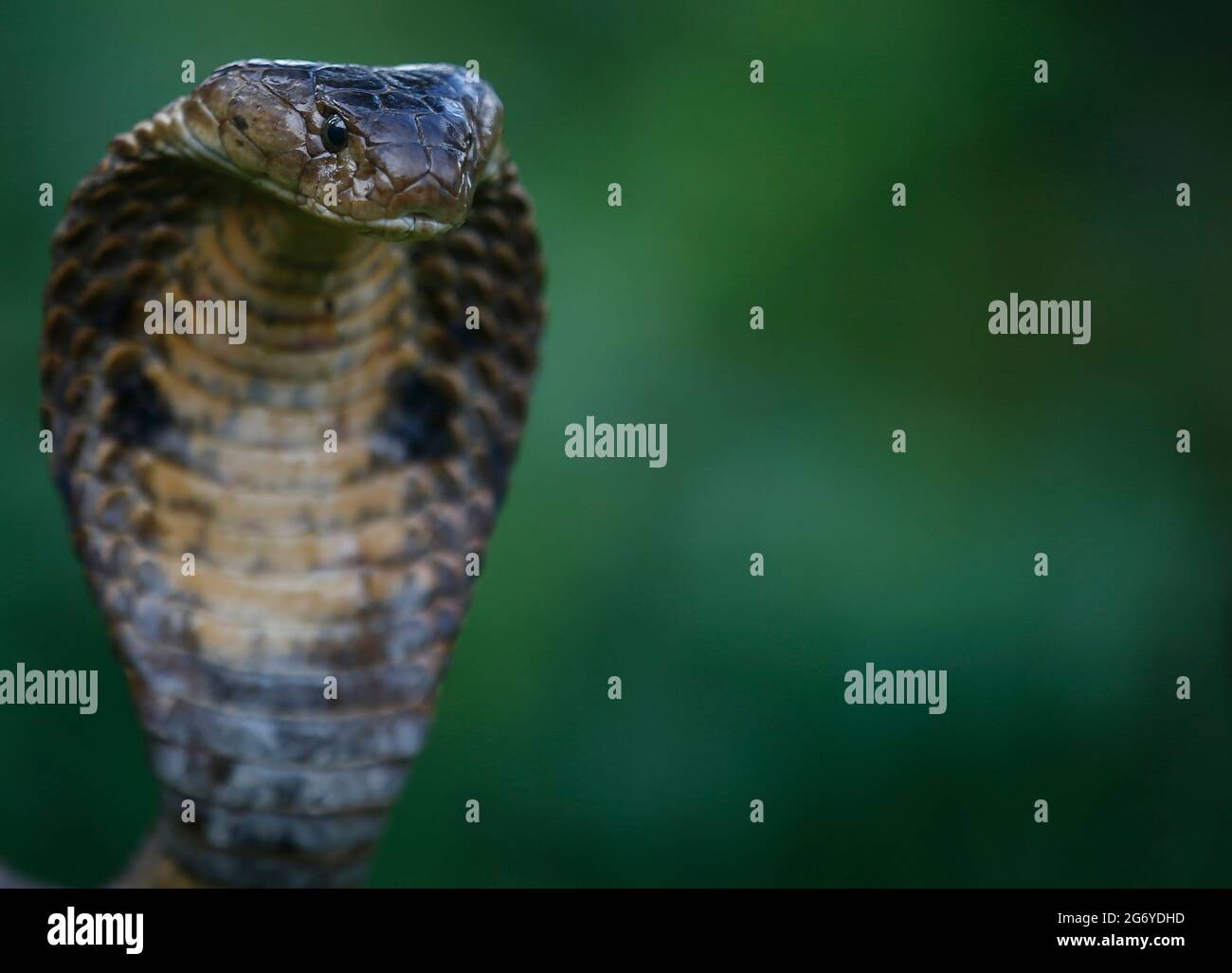 Kathmandu, Nepal. 9th July, 2021. A rescued Monocled Cobra along a ...