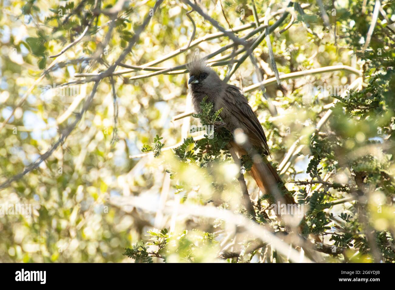 An African mousebird Stock Photo - Alamy