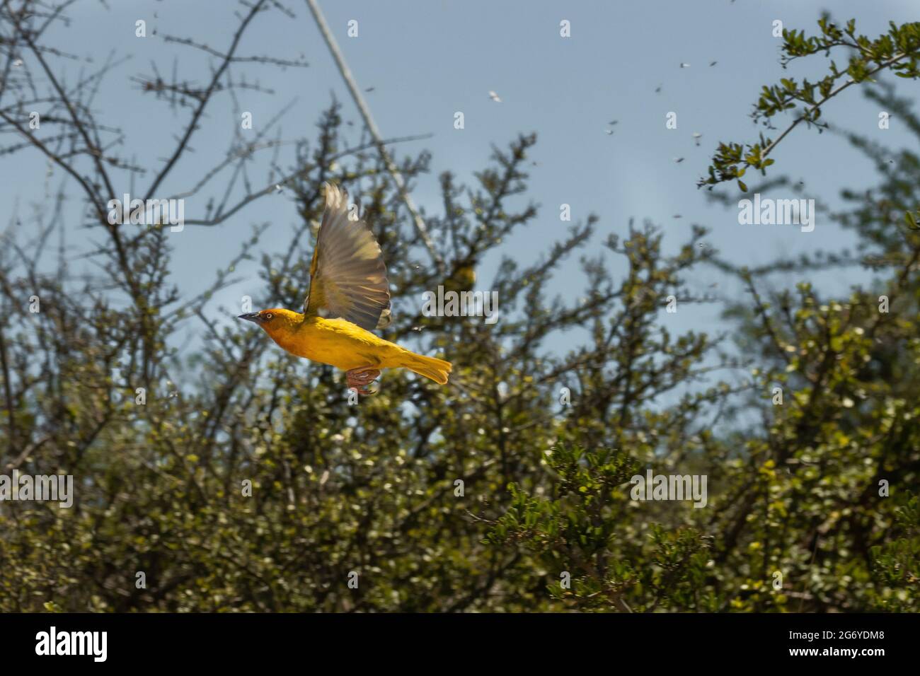 A yellow bird in flight Stock Photo - Alamy