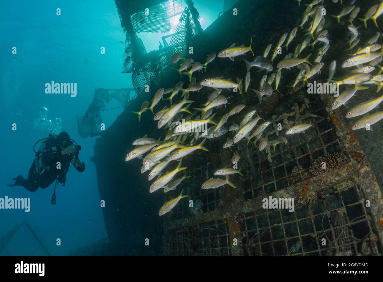 Fish swim in the Red Sea, colorful fish, Eilat Israel Stock Photo - Alamy