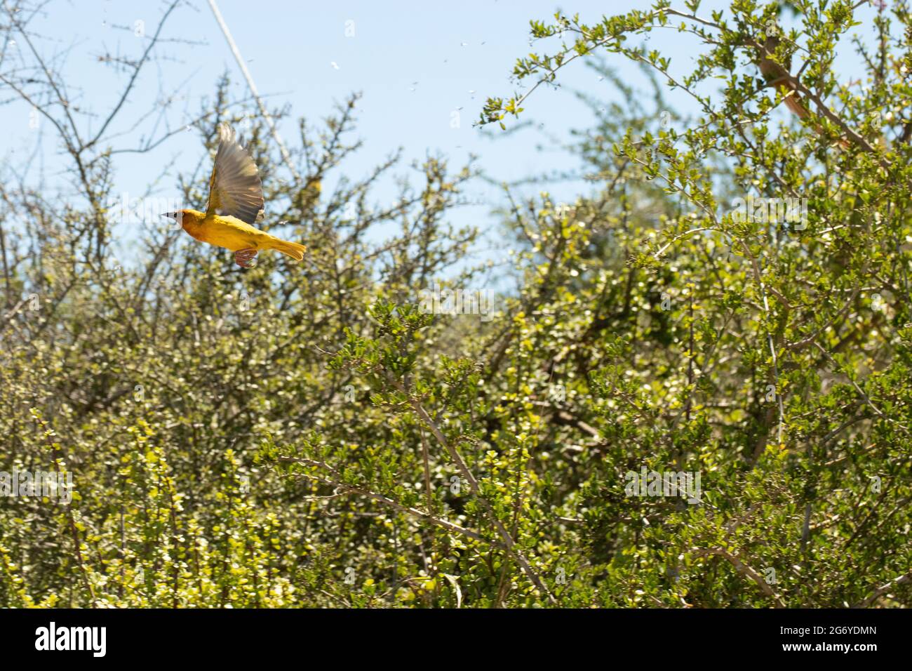 A yellow bird in flight Stock Photo - Alamy