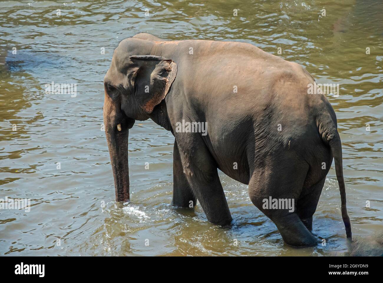 Elephant in the water Stock Photo - Alamy