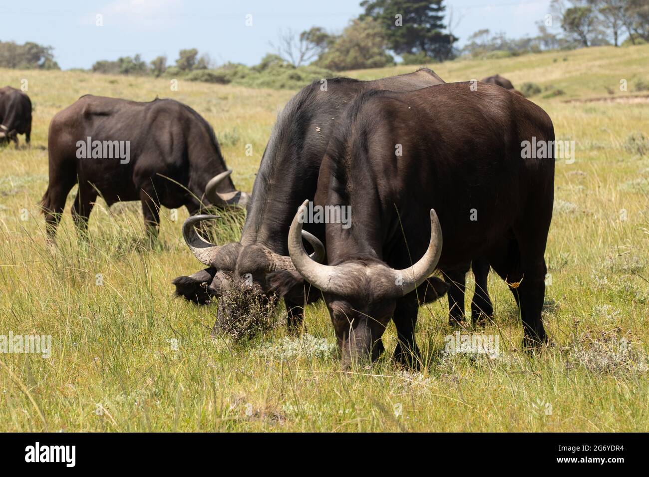 African buffalo in addo hi-res stock photography and images - Alamy
