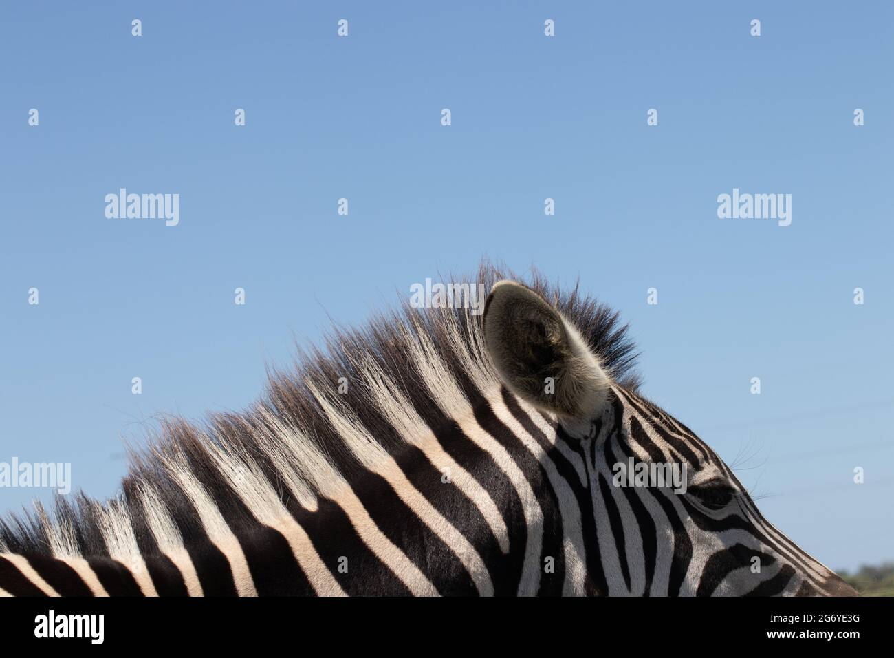 Zebra minimalist hi-res stock photography and images - Alamy