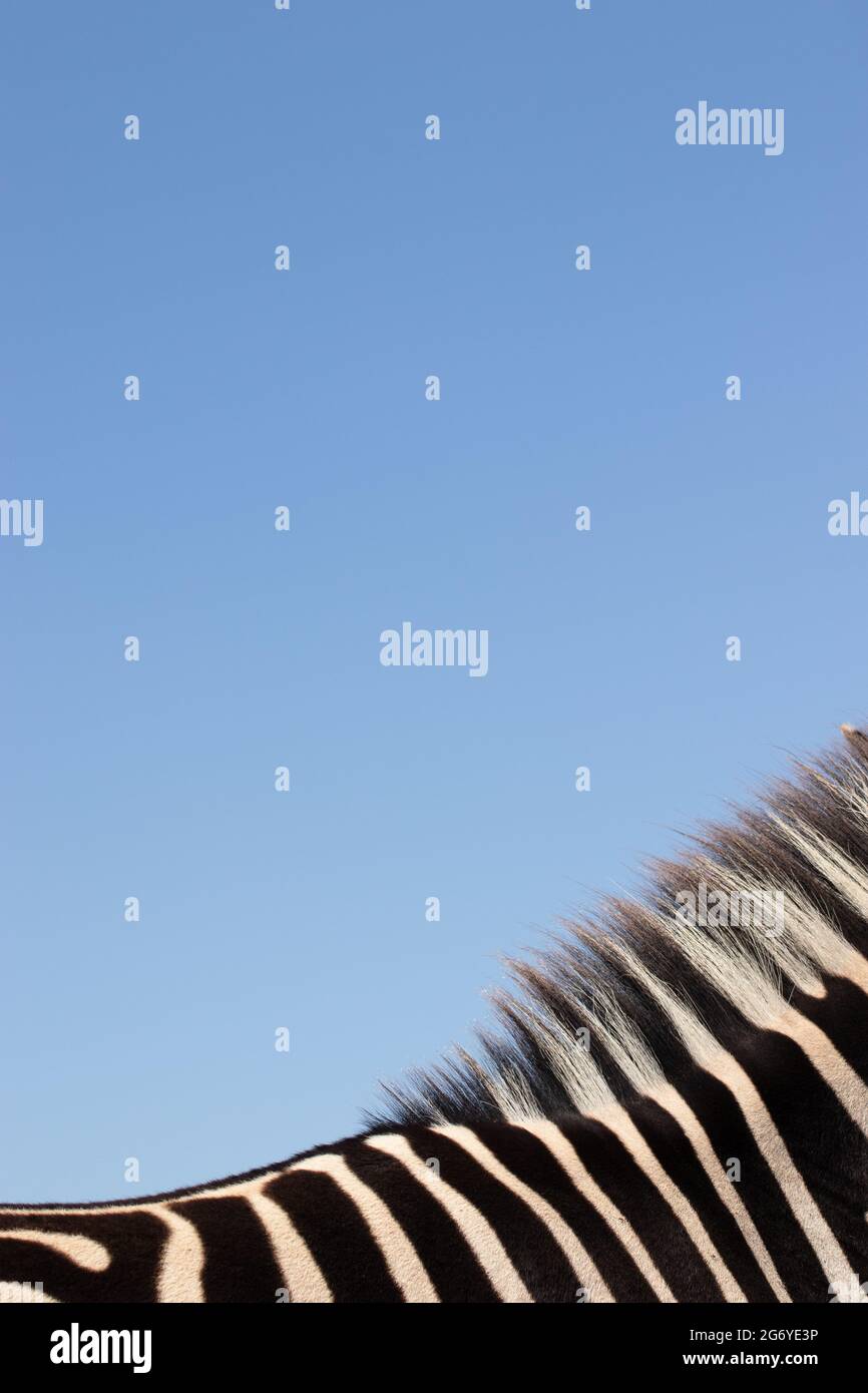 Zebra minimalist hi-res stock photography and images - Alamy