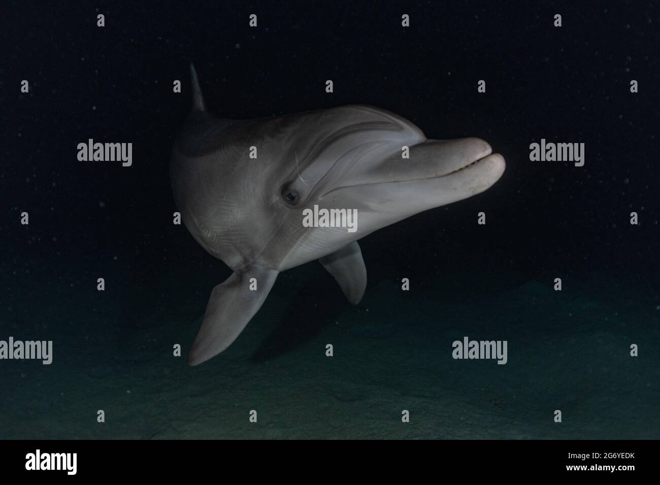 Dolphin swimming in the Red Sea, Eilat Israel Stock Photo - Alamy