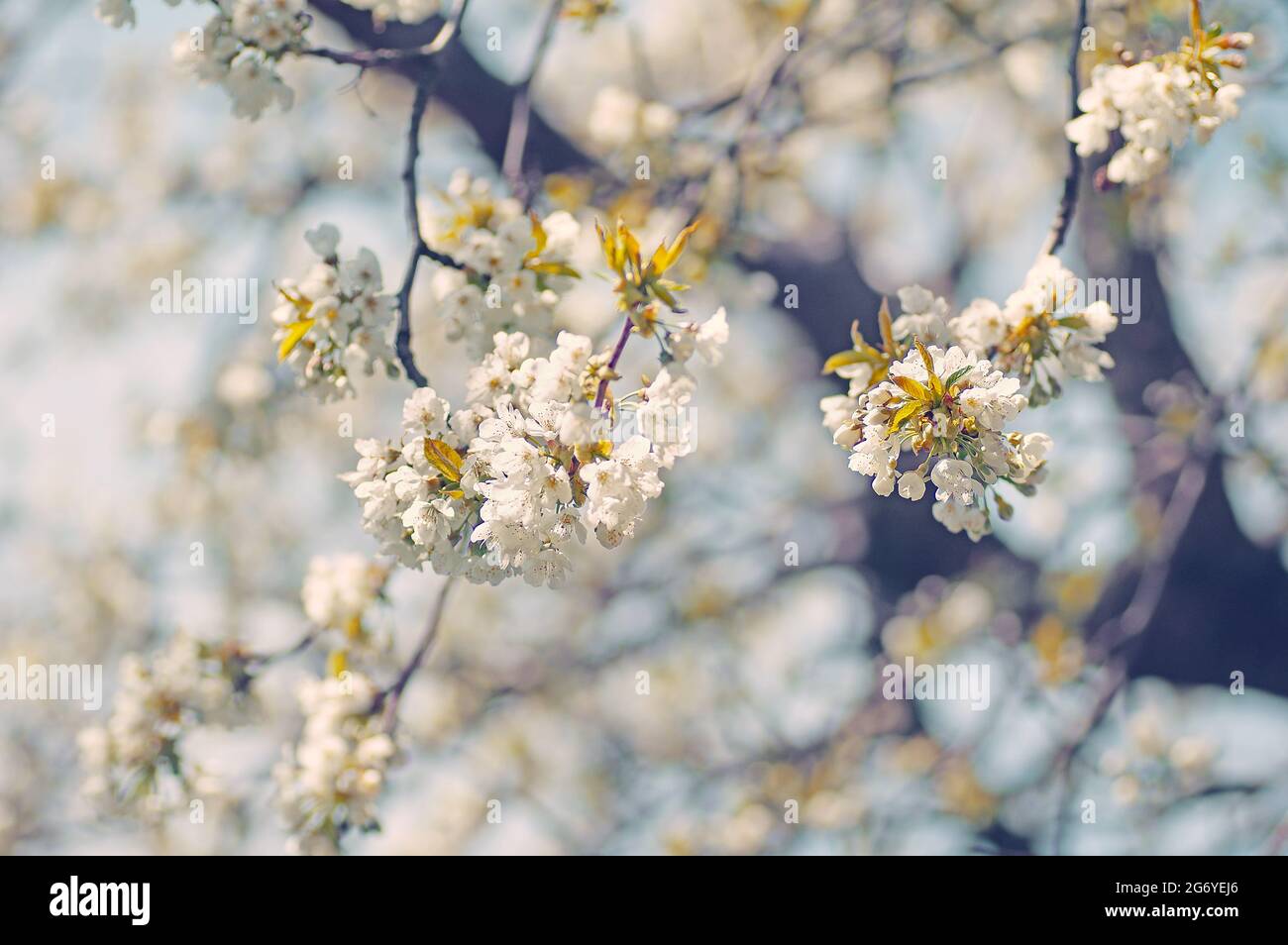 Closeup cherry blossom trees hi-res stock photography and images - Alamy