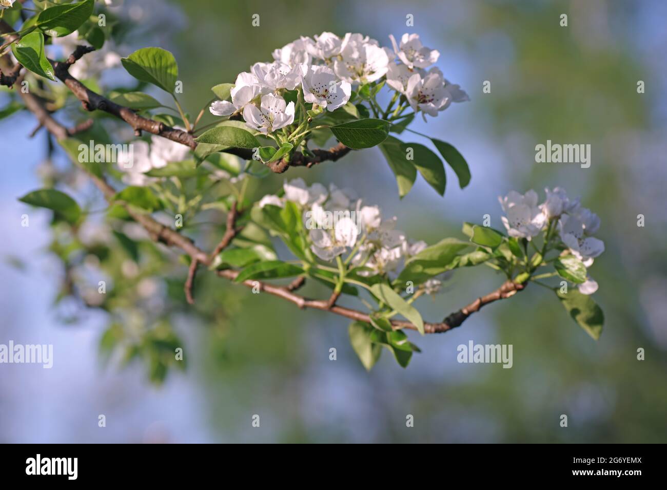 Cherry flowers branch Stock Photo - Alamy