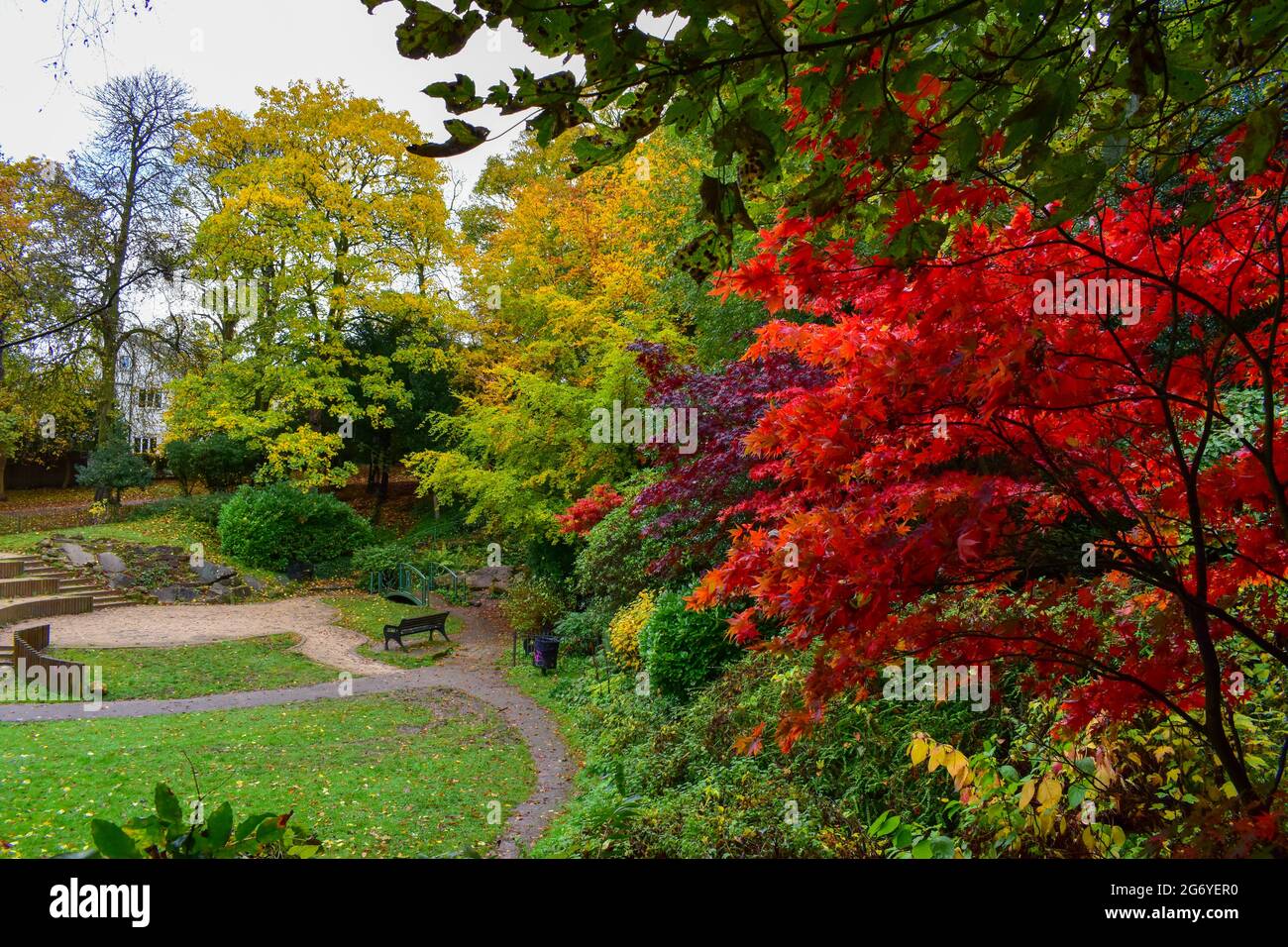 Vibrant autumn leaves Stock Photo - Alamy
