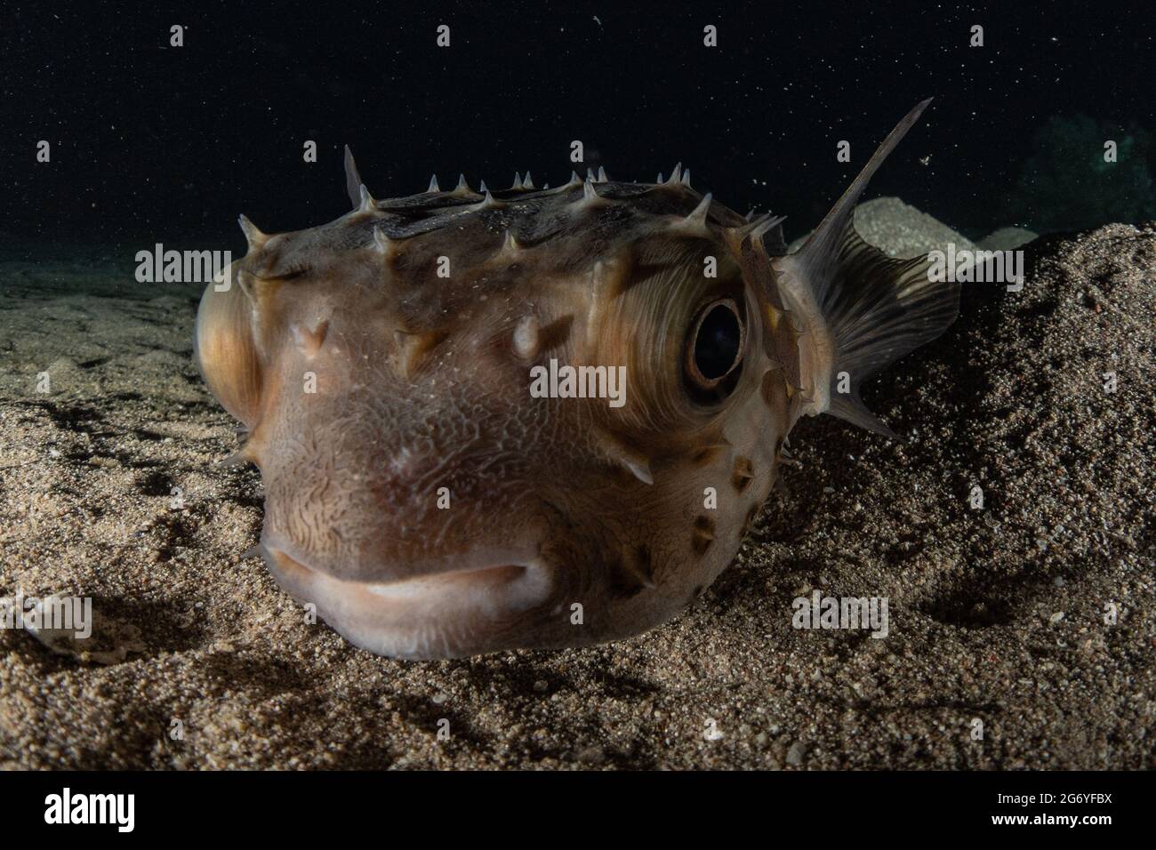 Fish swim in the Red Sea, colorful fish, Eilat Israel Stock Photo - Alamy