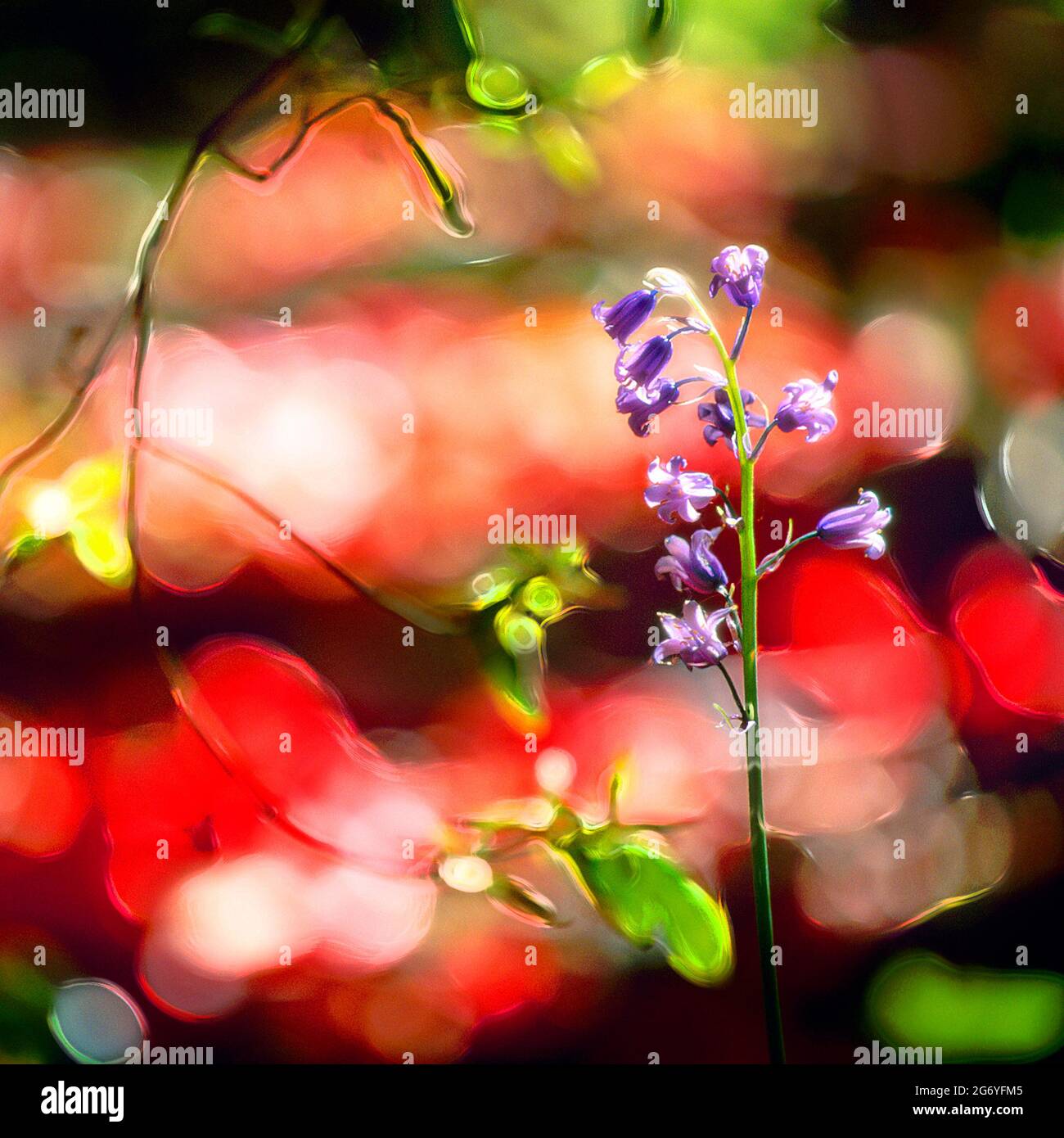 bluebell, flower, with red background Stock Photo - Alamy