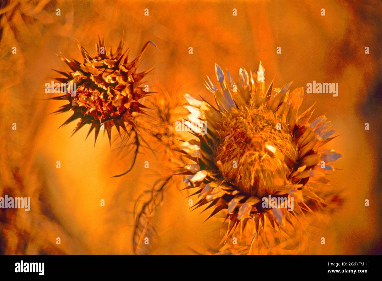 dried, and dead, thistle heads, in warm light Stock Photo - Alamy