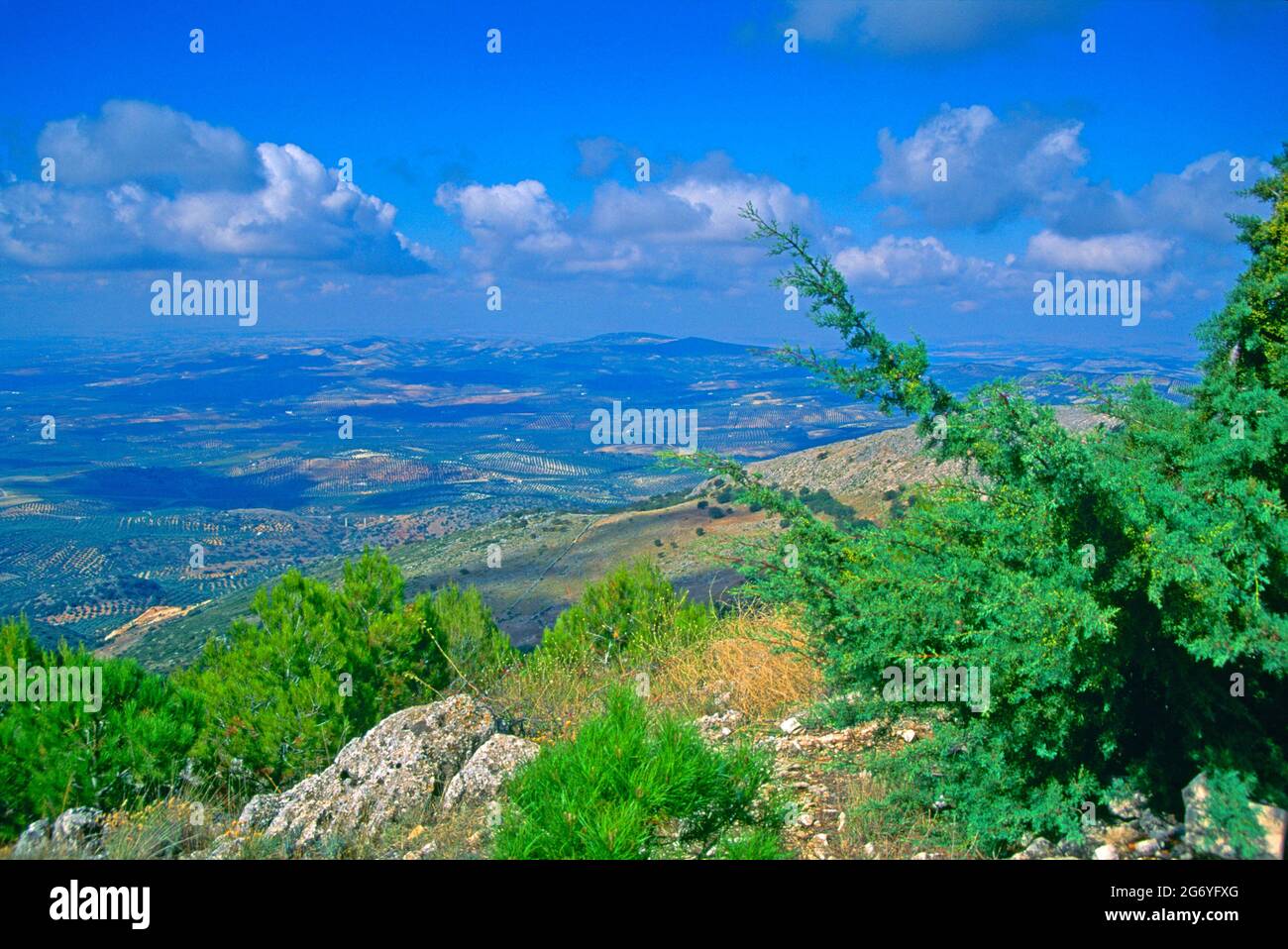 Europe, Spain, Andalucia, hillside landscape, with olive groves Stock ...