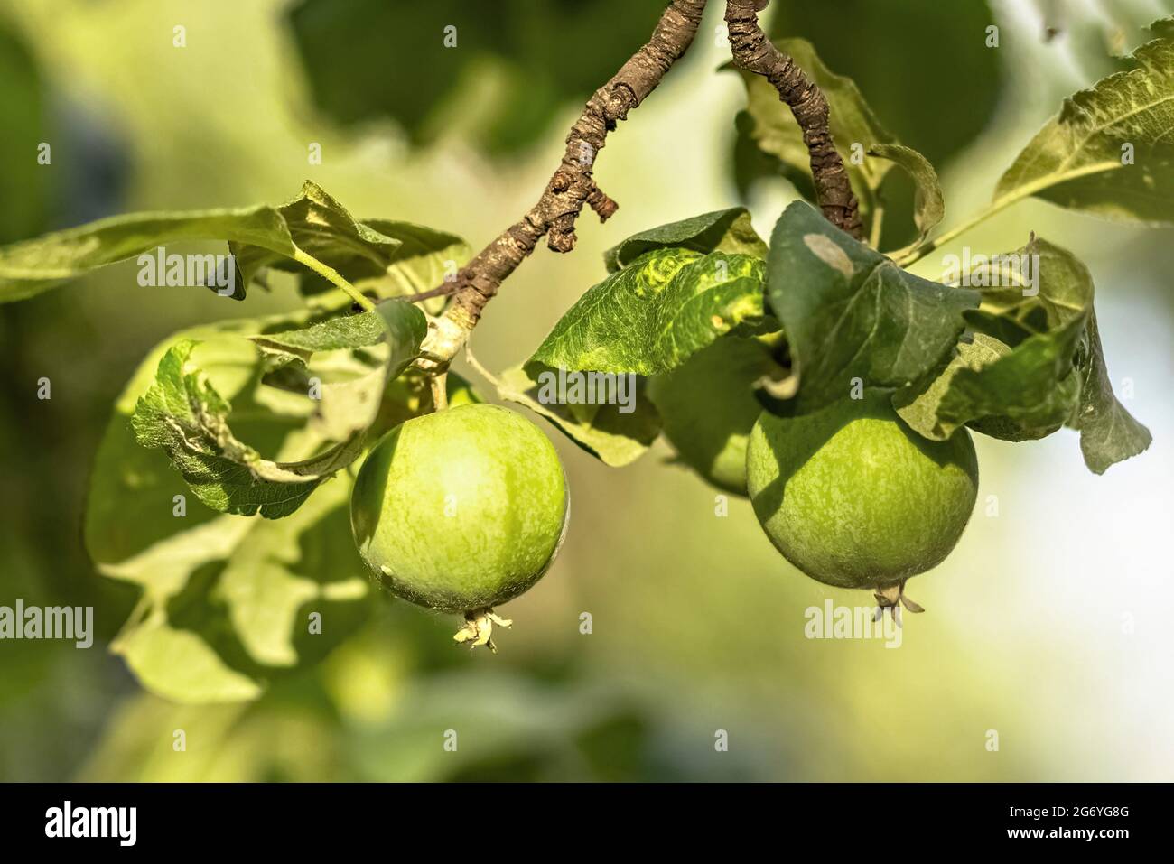 Young green unripe apples on a tree branch Stock Photo - Alamy