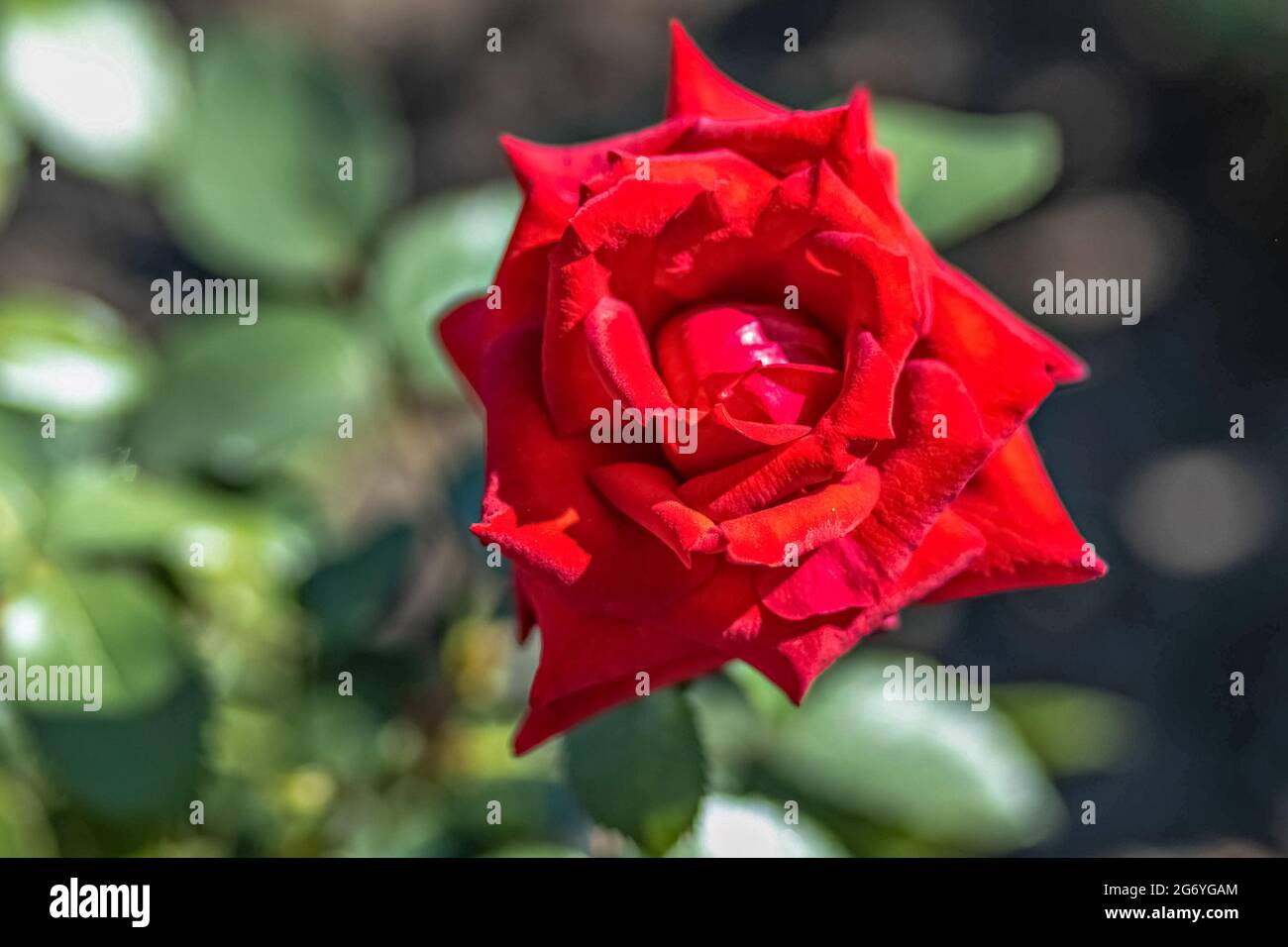 Red rose flower close up hi-res stock photography and images - Alamy