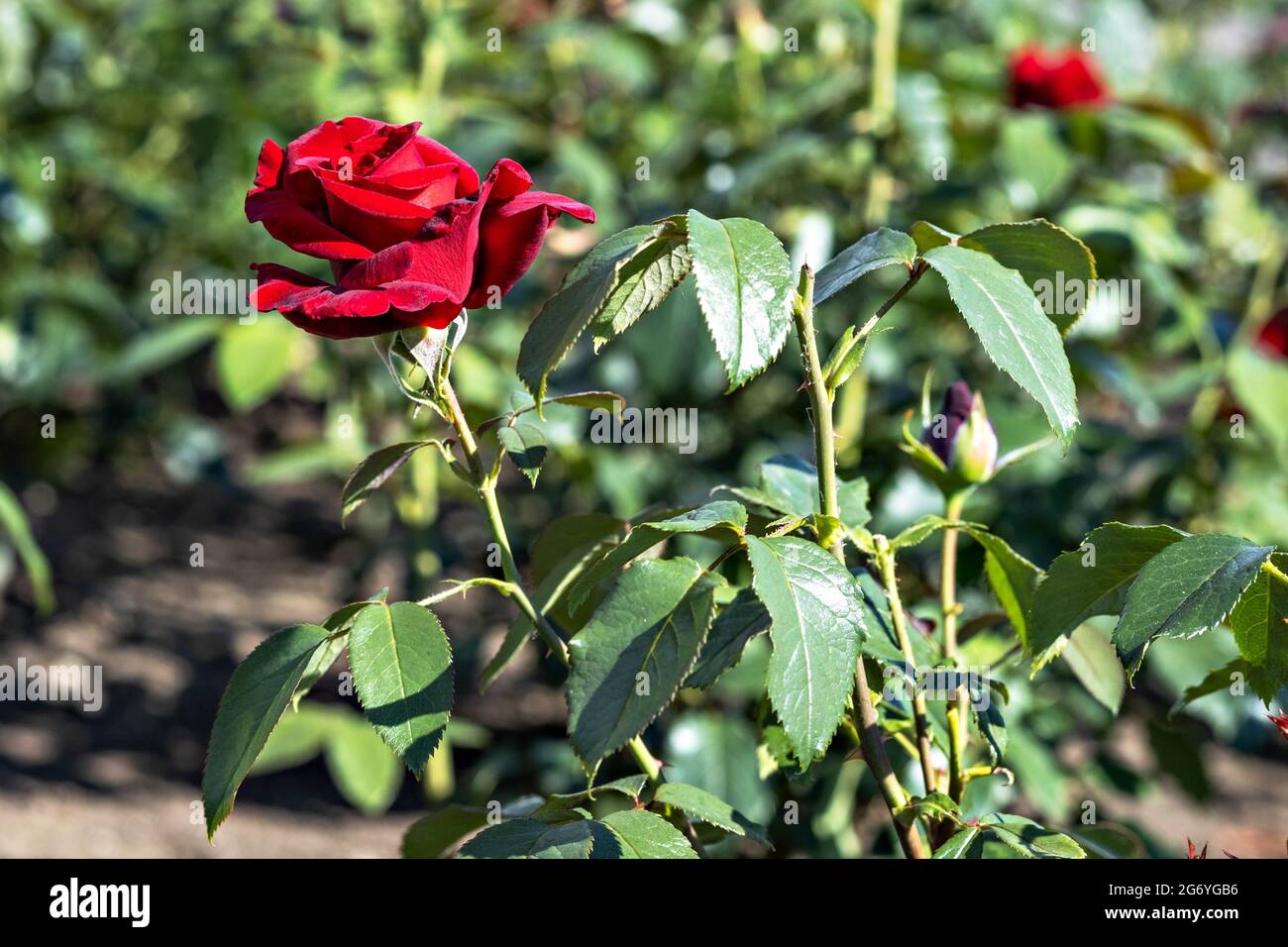 Rosy red flower hi-res stock photography and images - Alamy