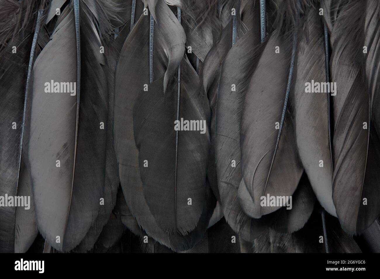 Black feathers texture background detail Stock Photo - Alamy