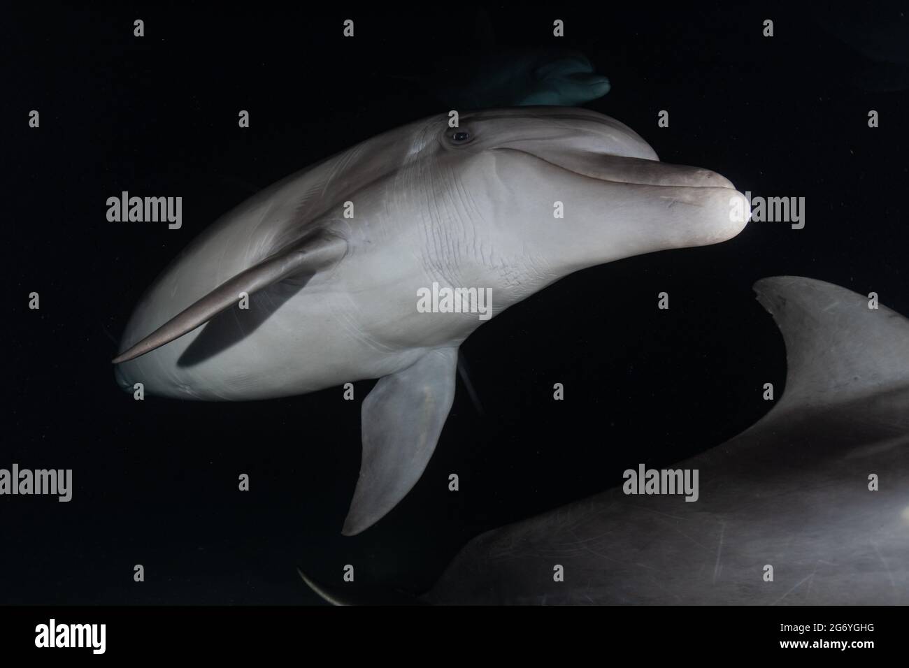 Dolphin swimming in the Red Sea, Eilat Israel Stock Photo - Alamy