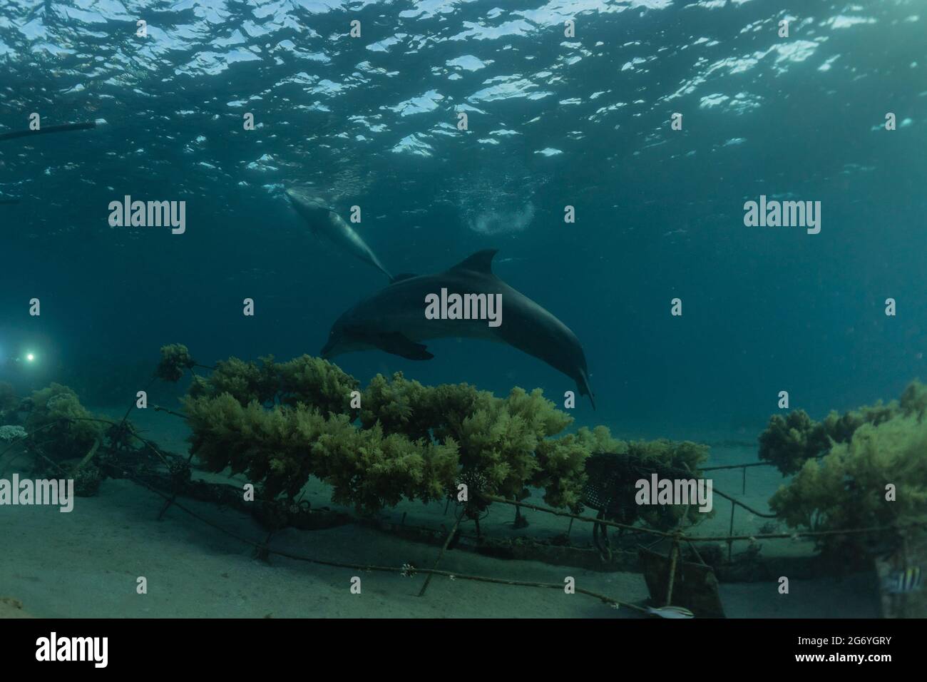 Dolphin swimming in the Red Sea, Eilat Israel Stock Photo - Alamy
