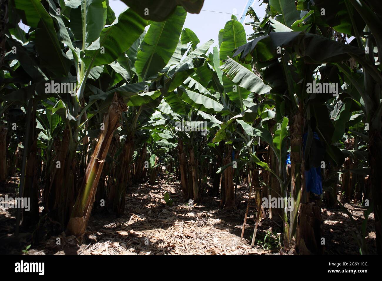Banana Plantation, the plant from the Musa genus and Musaceae family ...