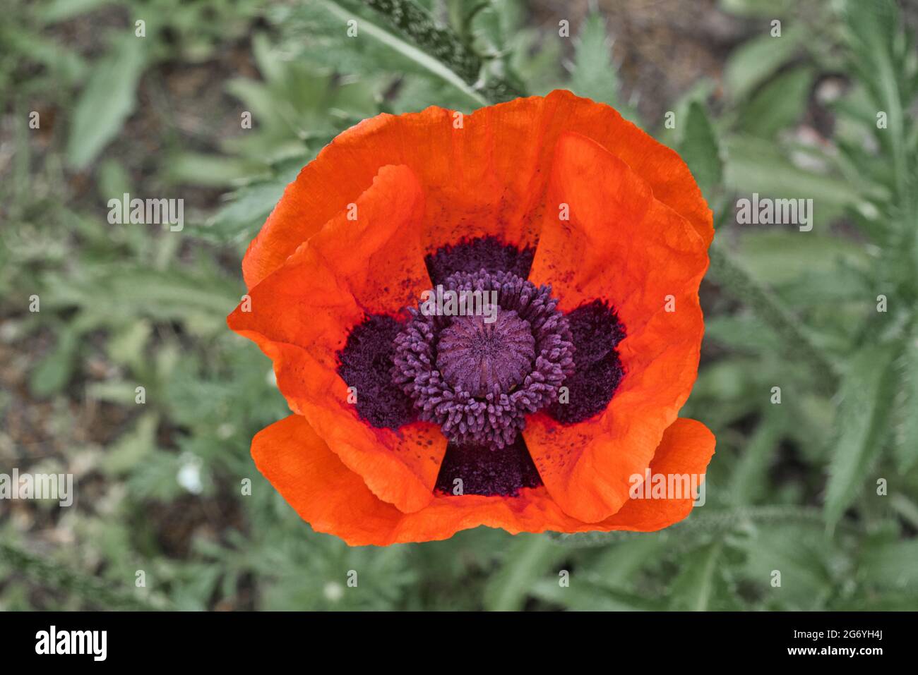 Single wild red corn poppy flower blossom Stock Photo - Alamy