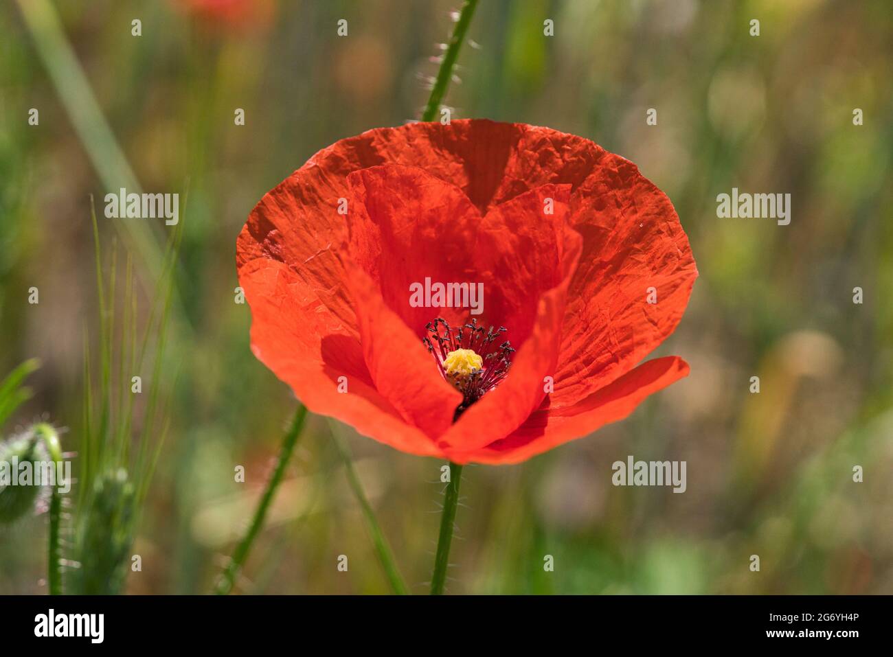 Single wild red corn poppy flower blossom Stock Photo - Alamy