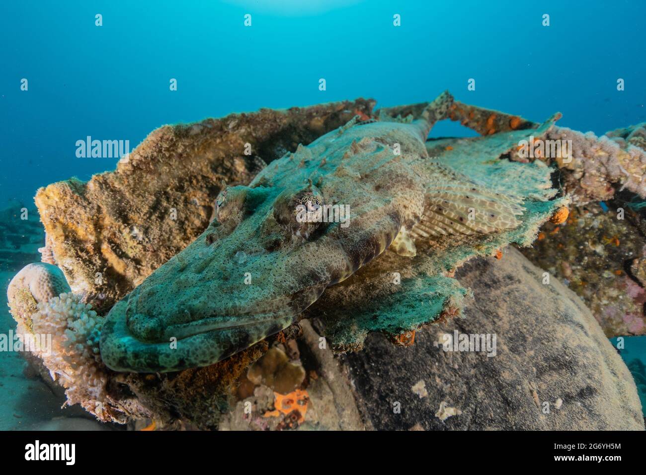 Fish swim in the Red Sea, colorful fish, Eilat Israel Stock Photo - Alamy