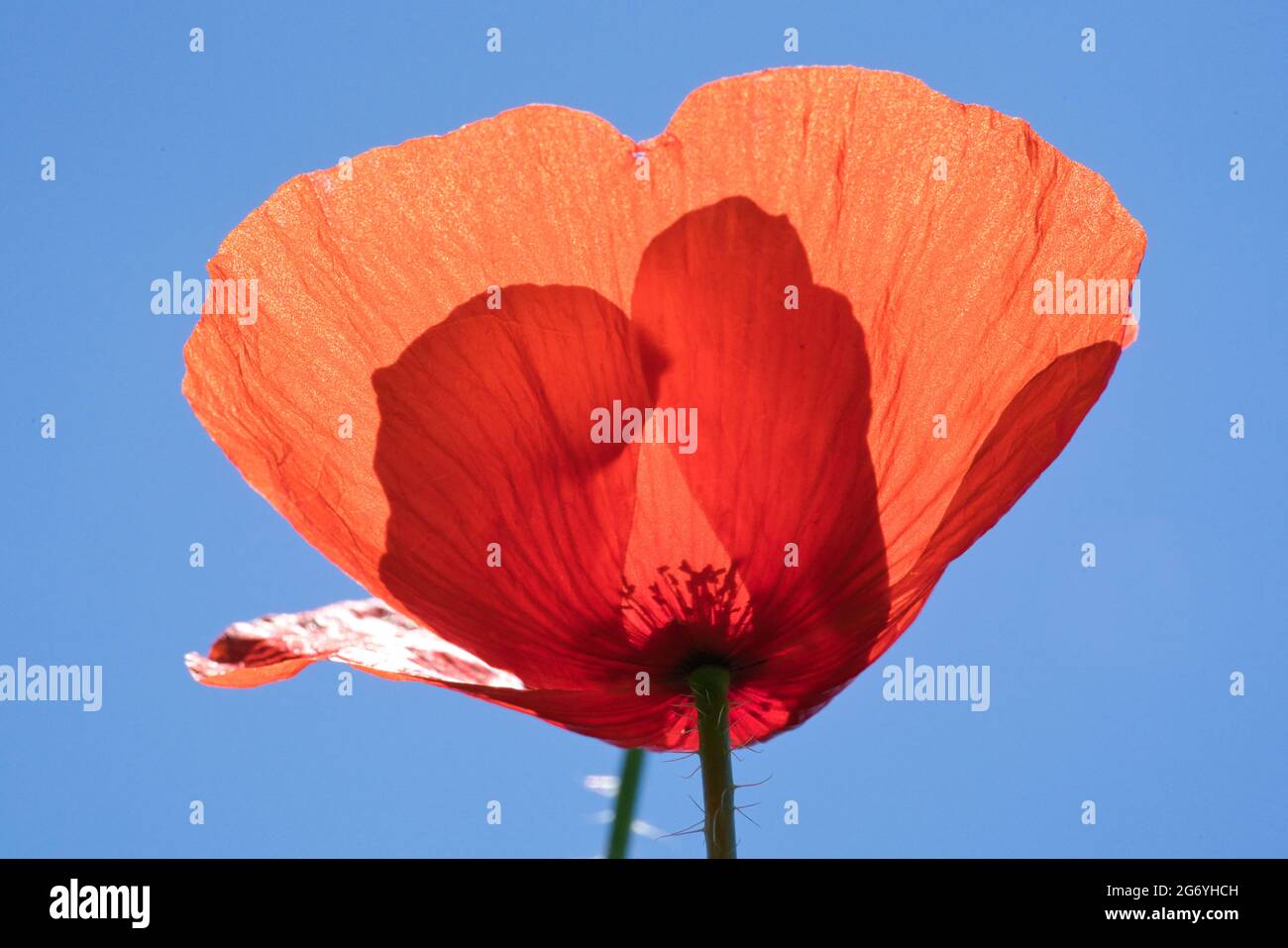 Single wild red corn poppy flower blossom Stock Photo - Alamy