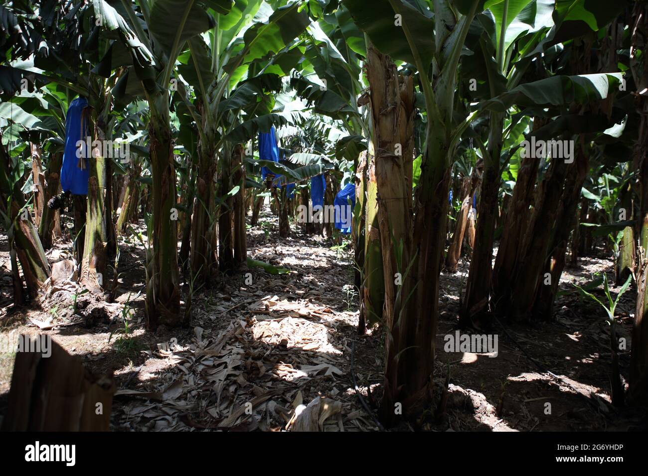 Banana Plantation, the plant from the Musa genus and Musaceae family ...