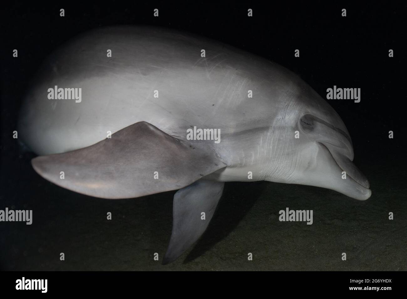 Dolphin swimming in the Red Sea, Eilat Israel Stock Photo - Alamy
