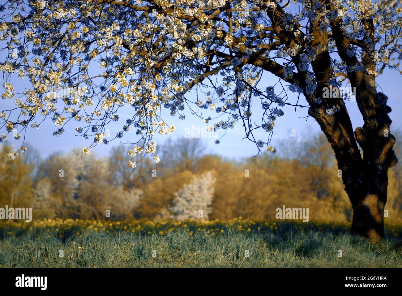 Avenue trees , blooming cherry trees Stock Photo - Alamy
