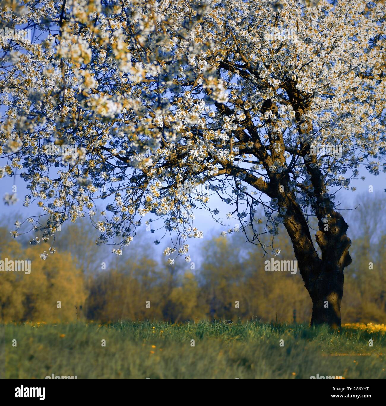 Avenue trees , blooming cherry trees Stock Photo - Alamy