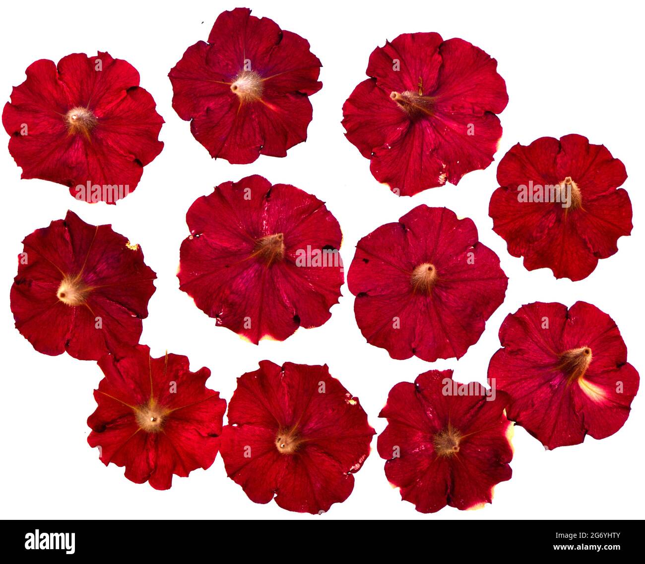 Supertunia hi-res stock photography and images - Alamy