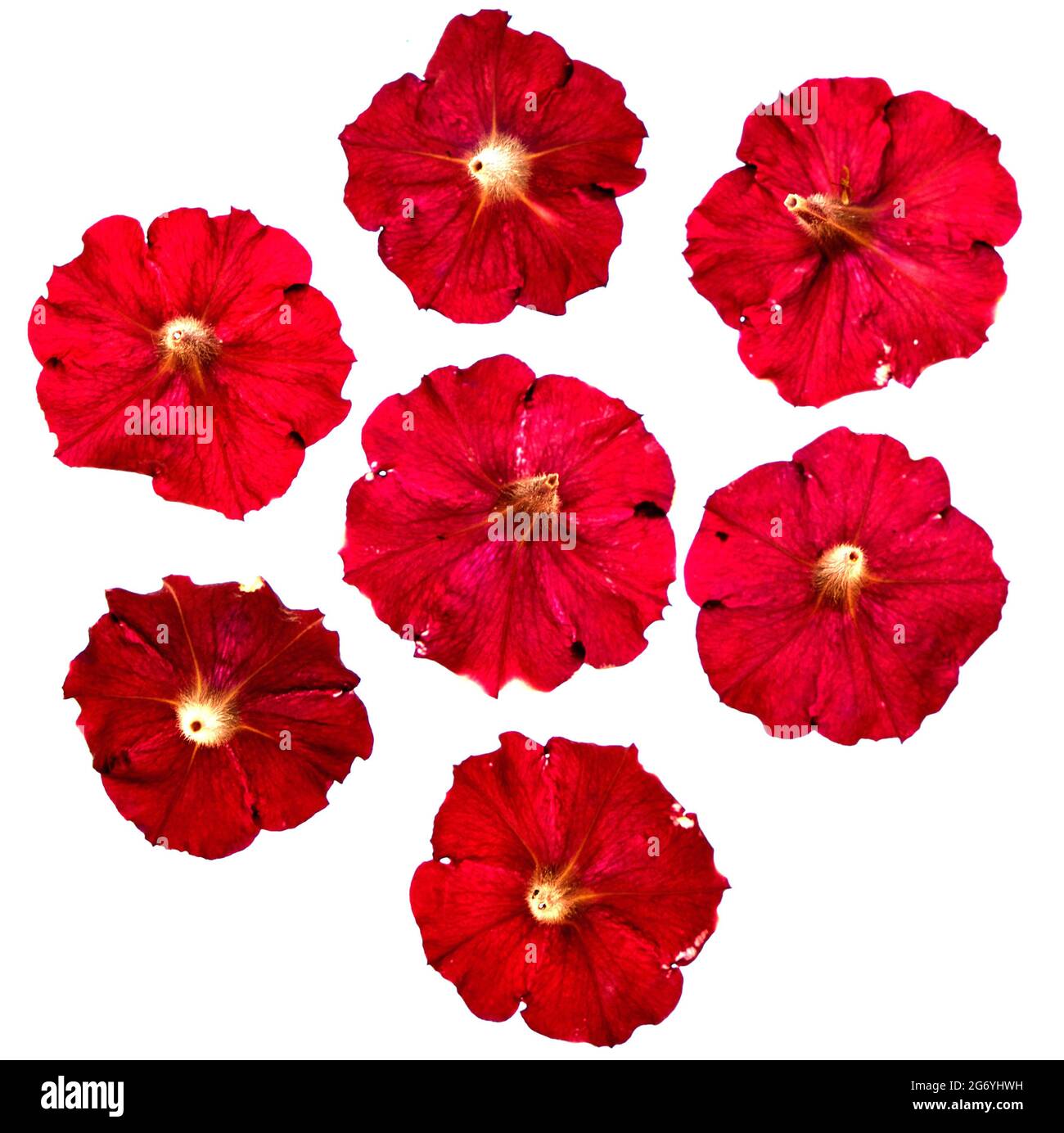Supertunia hi-res stock photography and images - Alamy