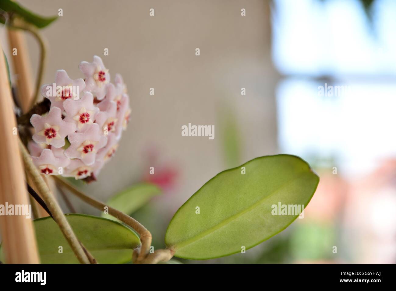 Porcelain flower or wax plant ( Hoya Carnosa) in a home garden on a ...