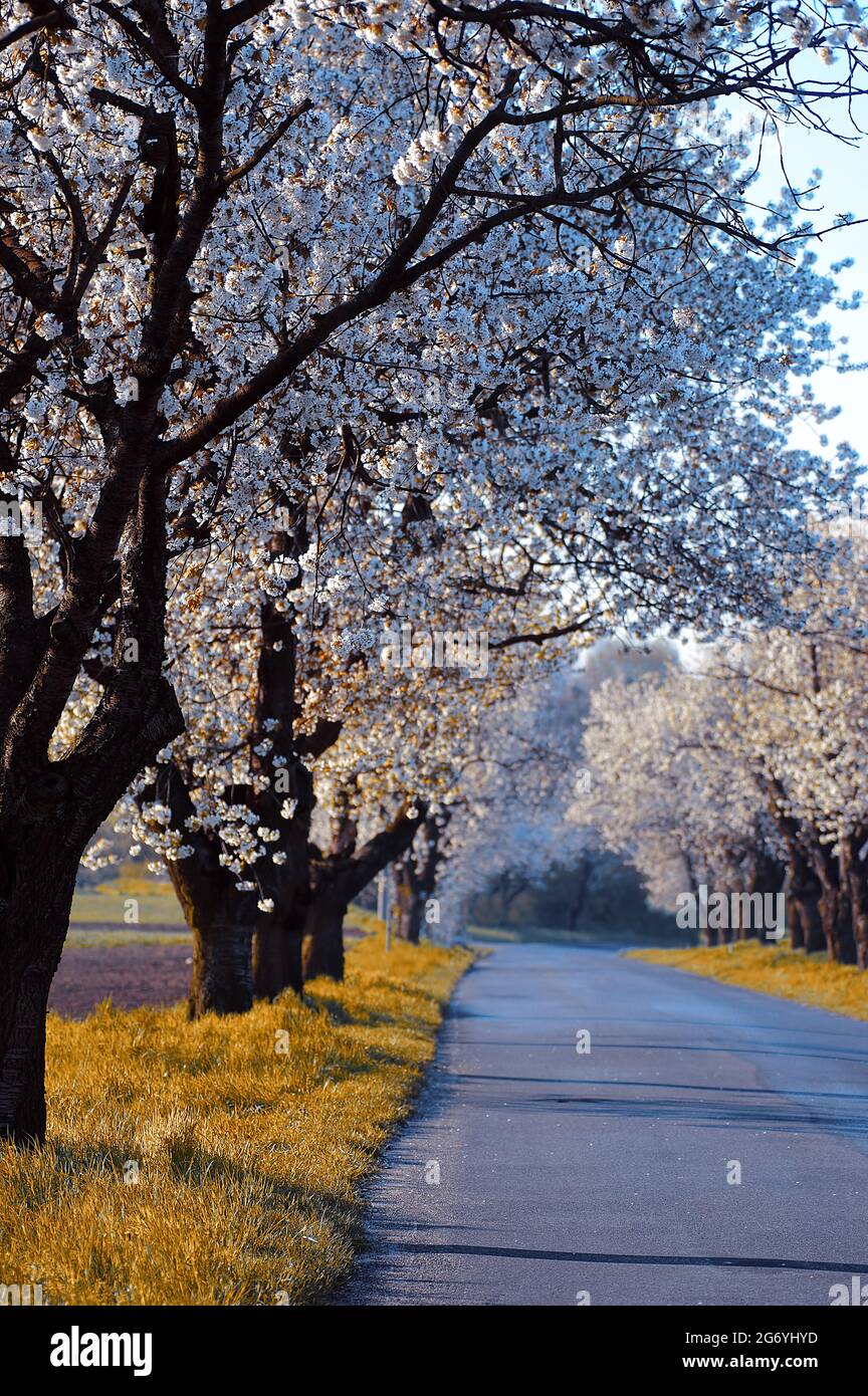 Avenue trees hi-res stock photography and images - Alamy
