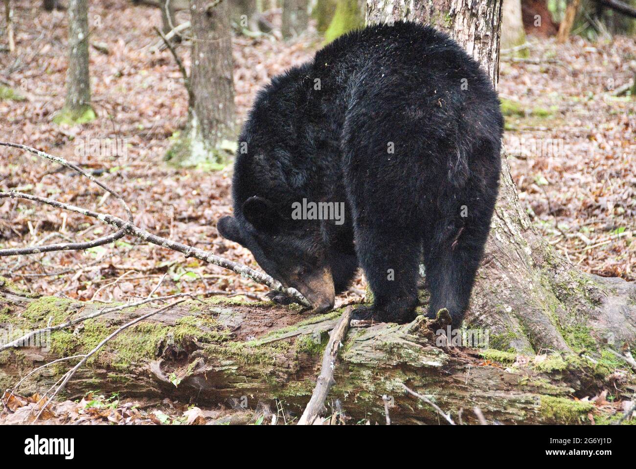 Black bear digging for food, Smokey Mountain National Park, Gatlinburg ...