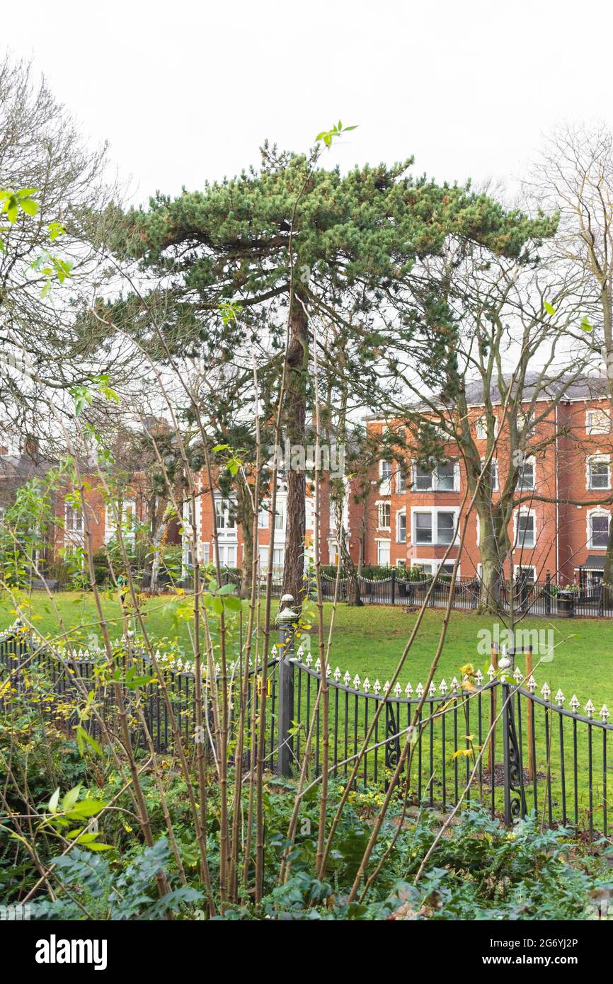 Photo showing The Oval and New Walk going across. Large tree in the ...