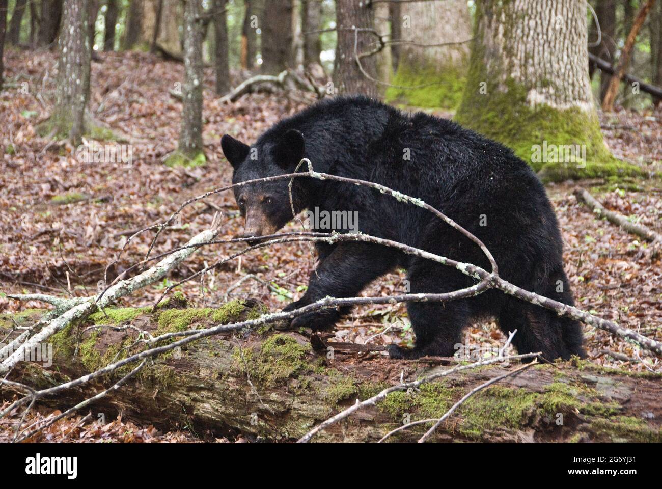Black bear, Smokey Mountain National Park, Gatlinburg, Tennessee Stock ...