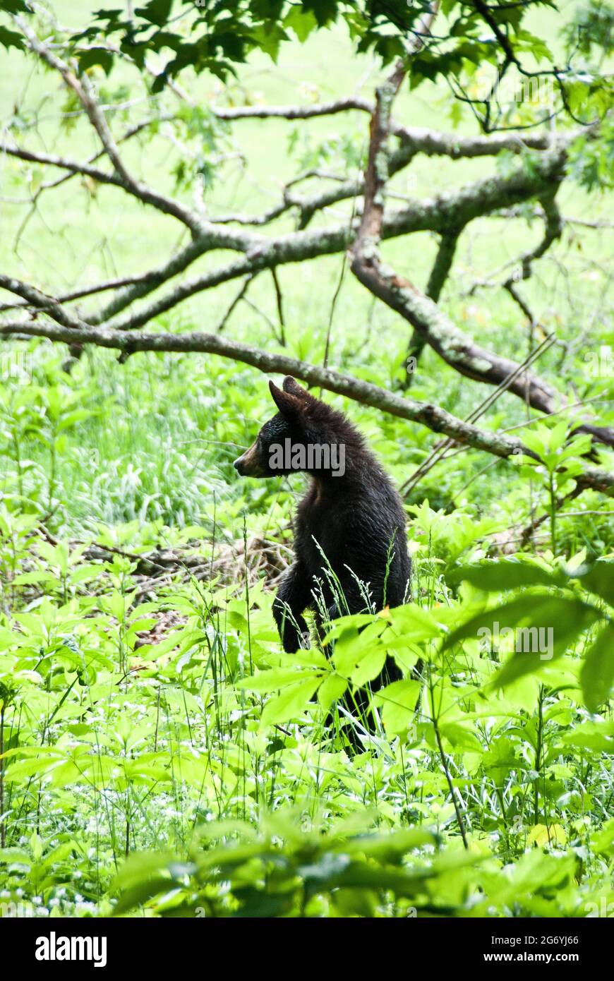 Riding mountain national park bear cub hi-res stock photography and ...