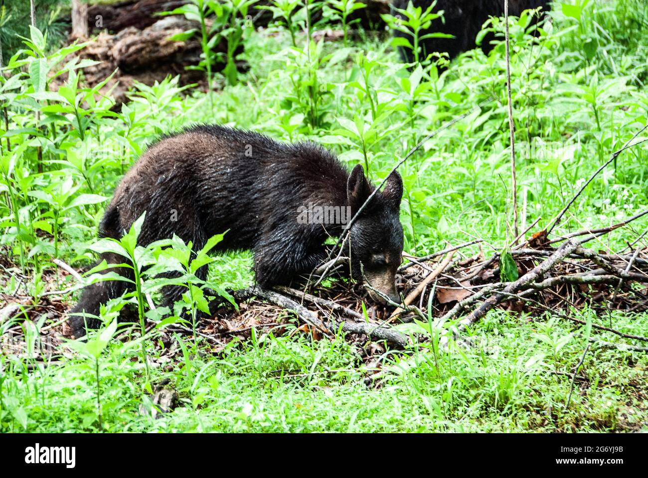 Bears in the smokies hi-res stock photography and images - Alamy